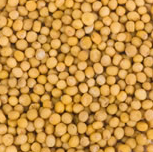 The Ever-Changing Transcendental Multilingual Two-Ton Mustard Seed ...